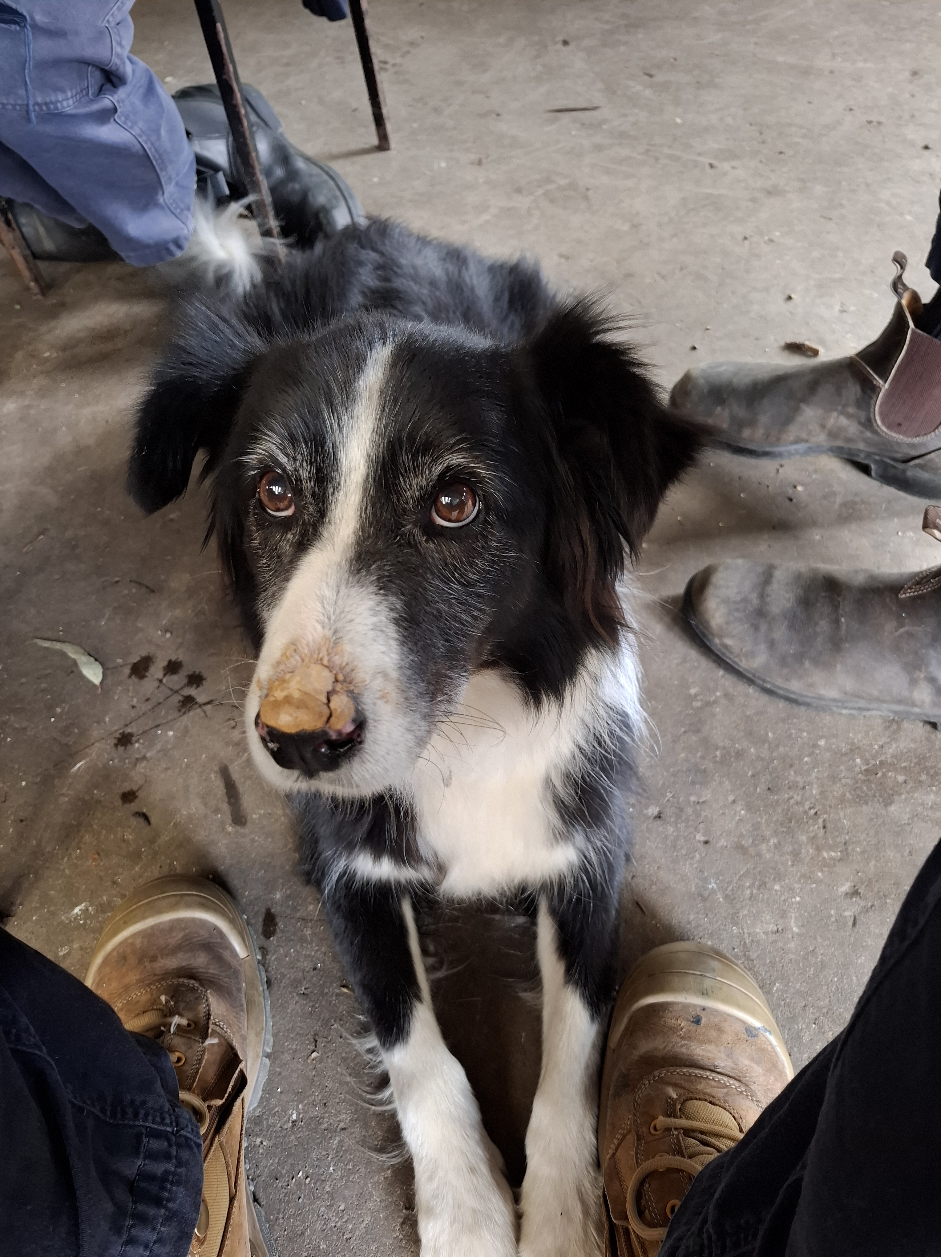 The Dogs Do More With The Crumbs – KJV BIBLE TRUTH